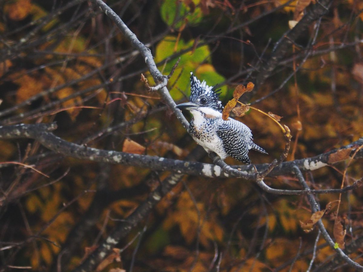 やあ！久しぶり！ | GANREF