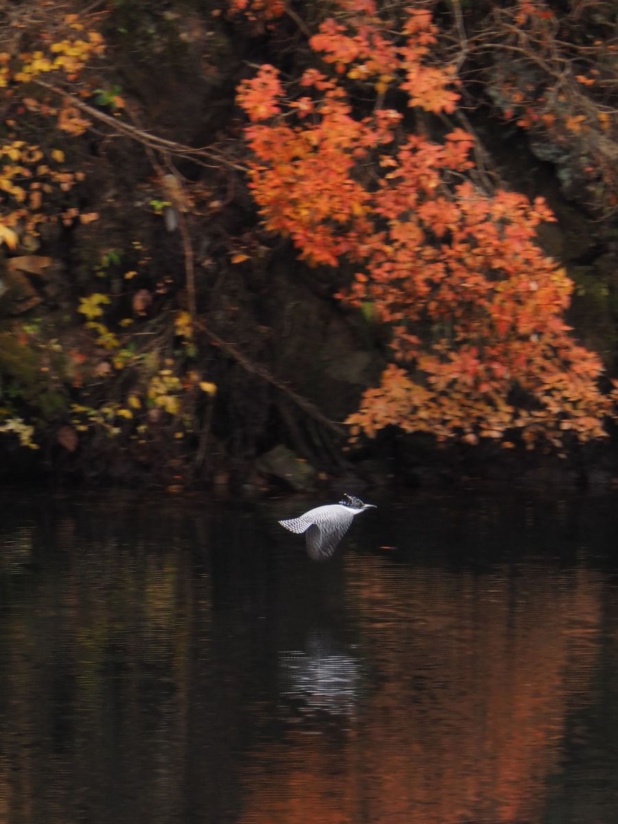 紅葉の中を・・・ | GANREF