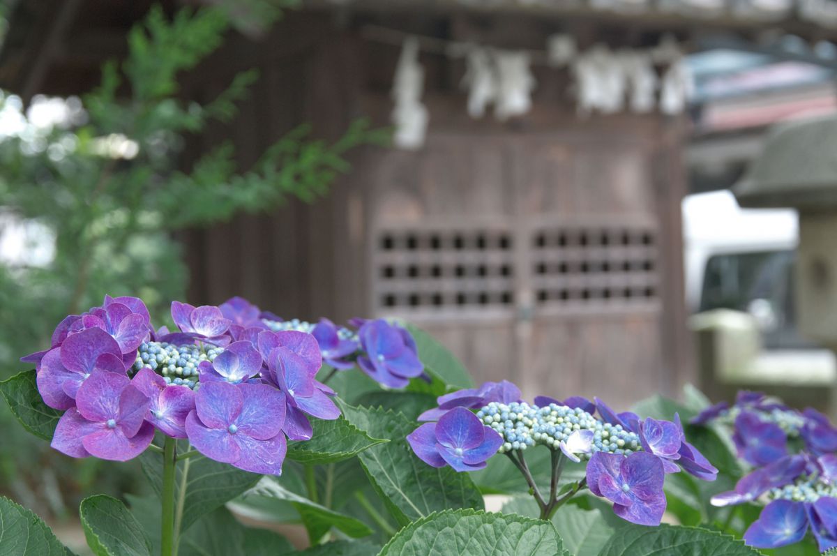 神社の紫陽花 | GANREF