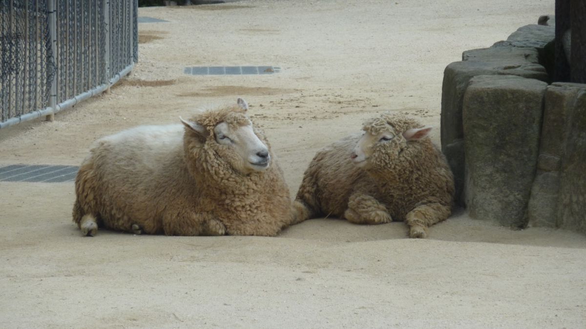 談笑中 -having a chat (sheep)- | GANREF