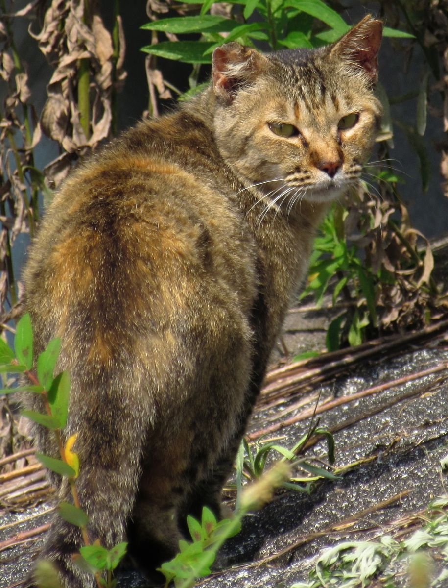 猫の眼光 -sharp eyes (cat)- | GANREF