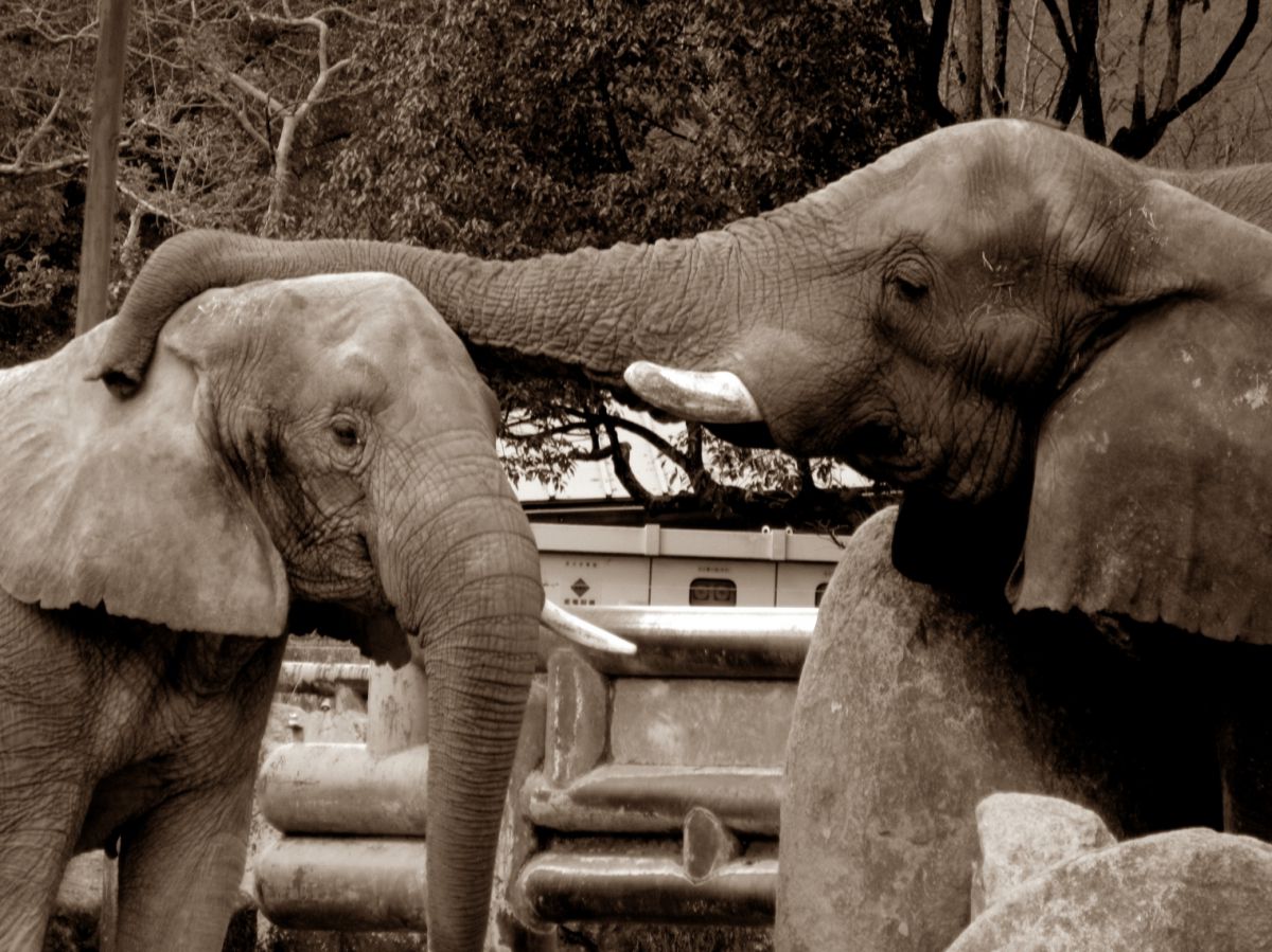 思いやる -compassion- | GANREF