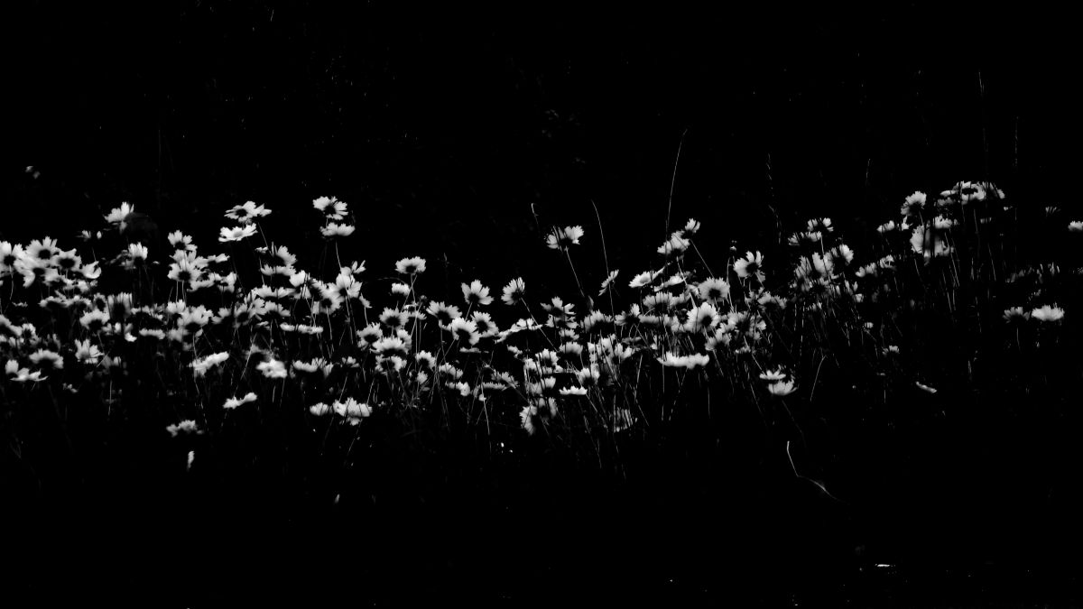 無常の中で咲き誇る -flowers (mortal)- | GANREF