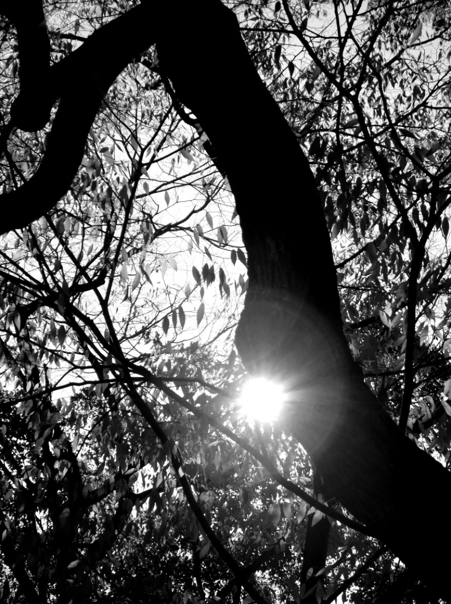 逆光 -backlight(b/w)- | GANREF