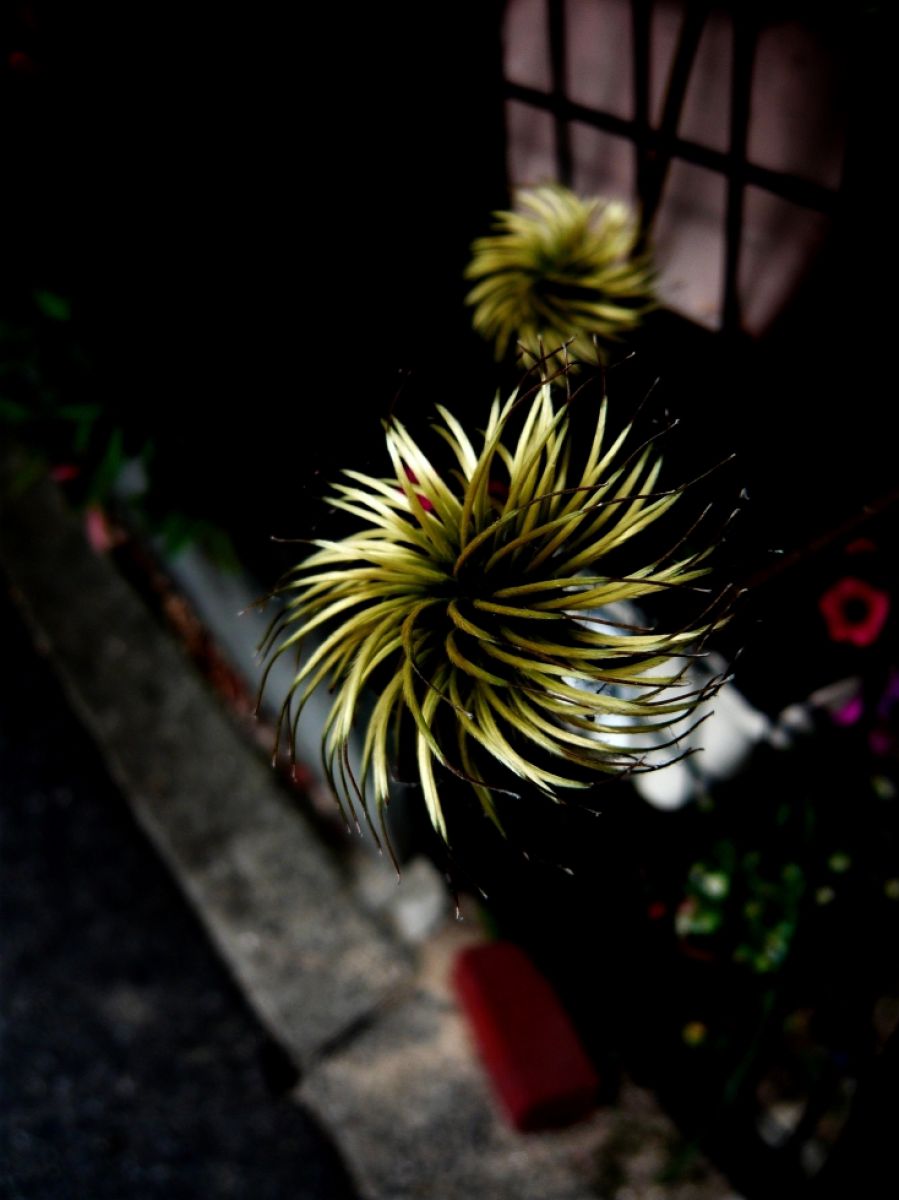 like a new creature | GANREF