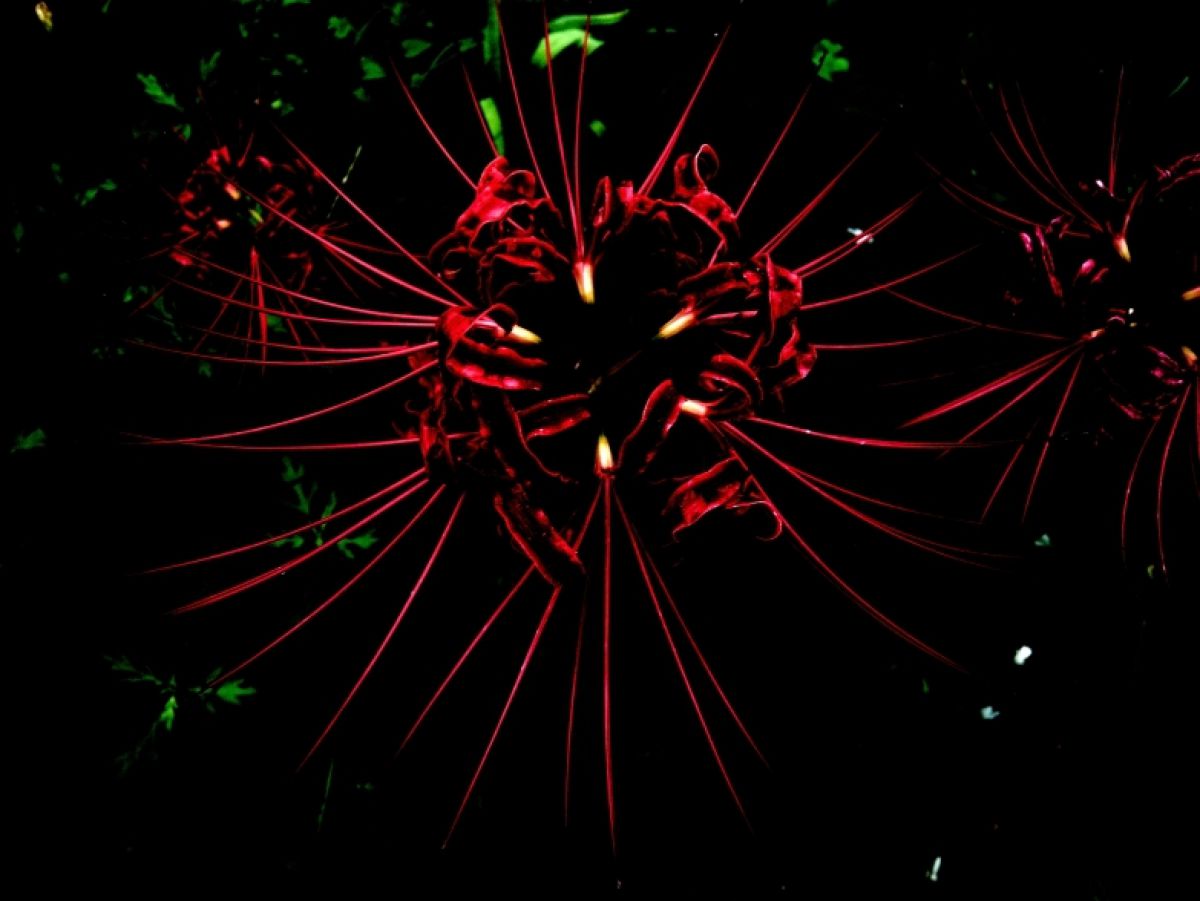 怪生物、出現！ - Here comes monsters ! - | GANREF