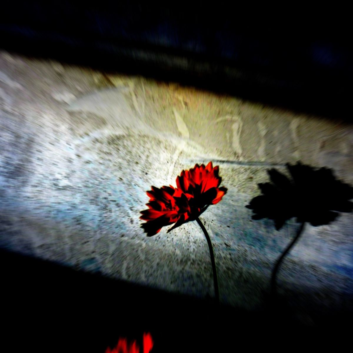 flower (light and shadow) | GANREF