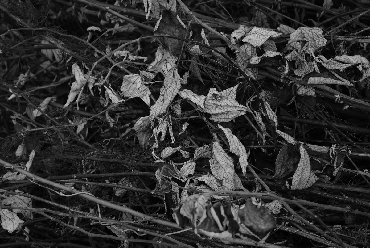 抜け殻 -lifeless shells- | GANREF