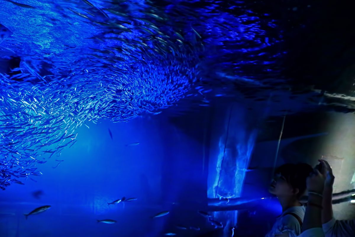 blue tornado | GANREF