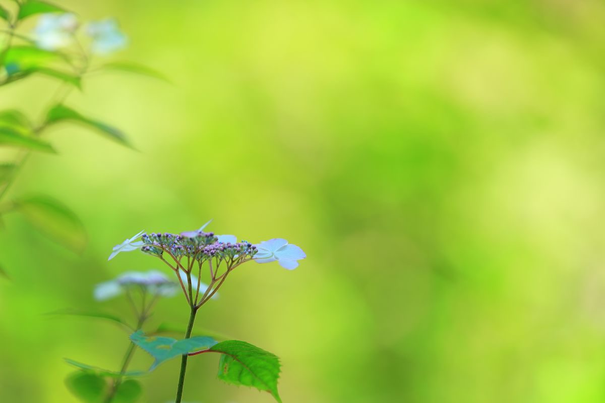 よひらの舞 | GANREF