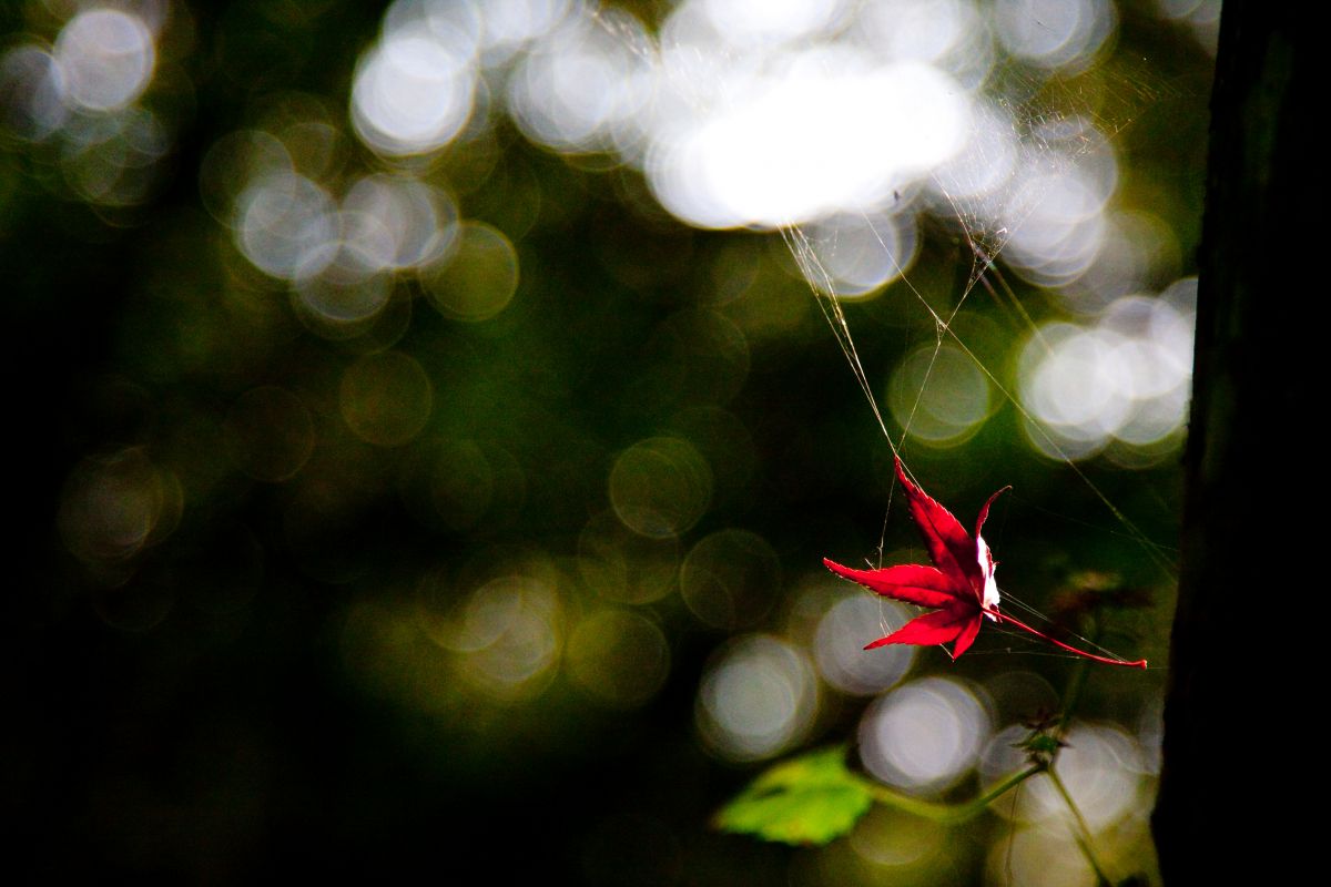 絡め取られて・・・ | GANREF