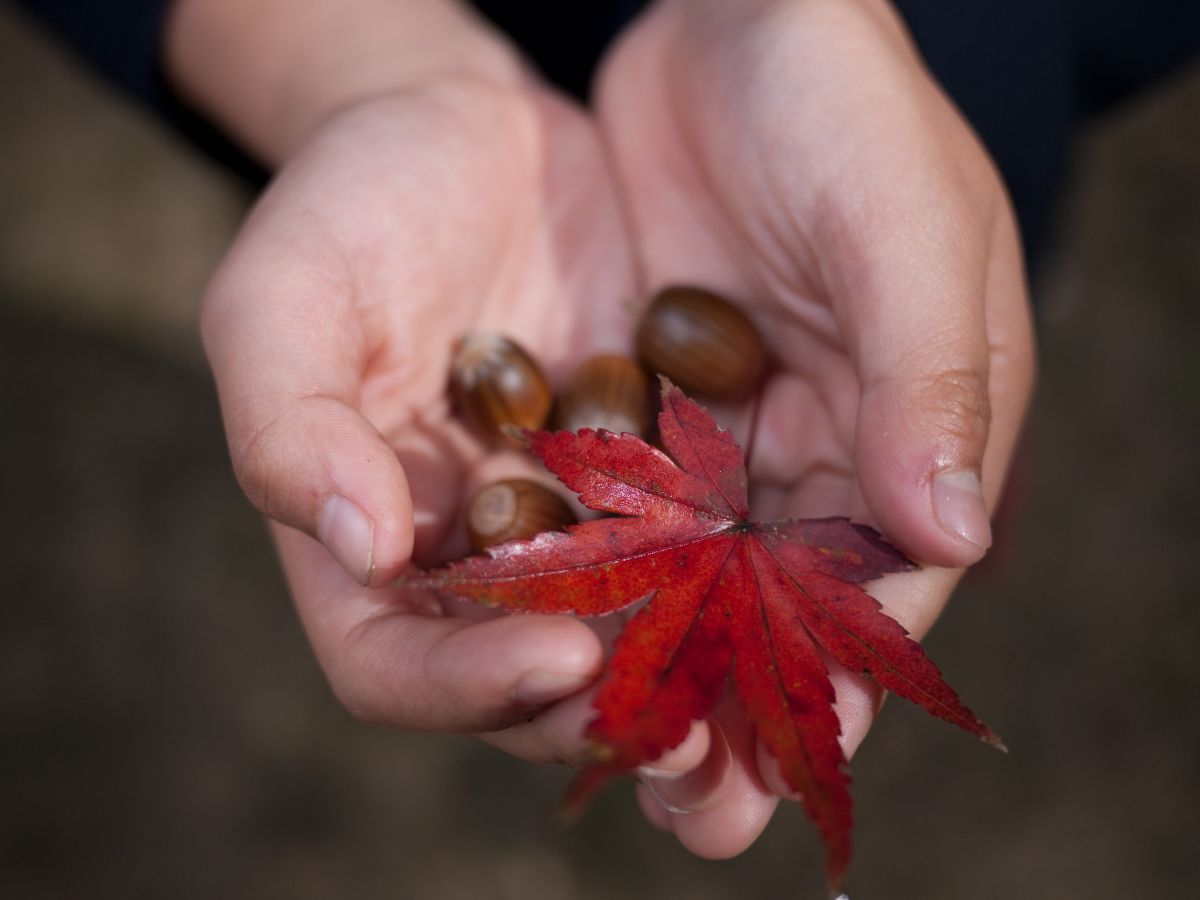 Autumn on my daughter's hand | GANREF