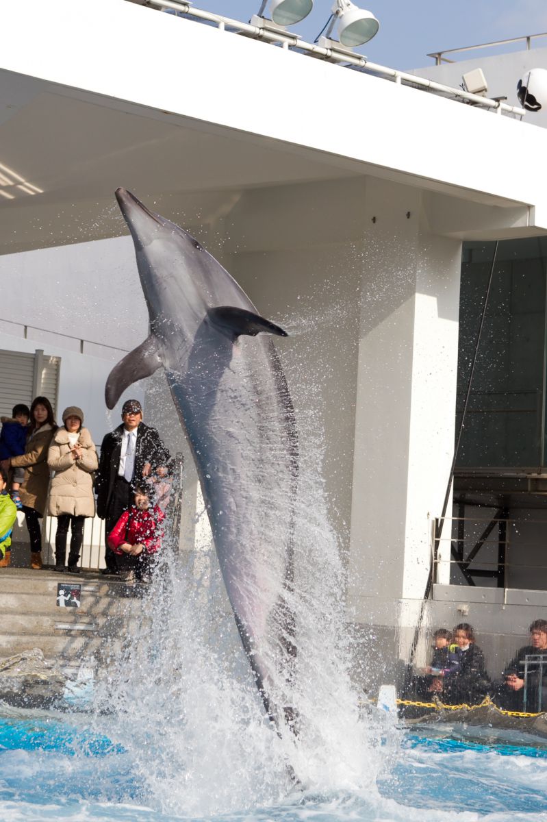Water Dress | GANREF