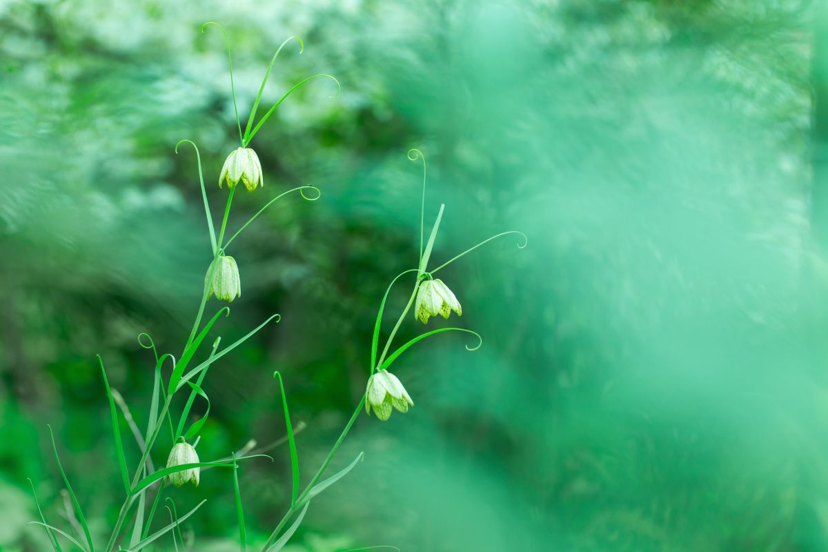 Green Bell ♪ | GANREF