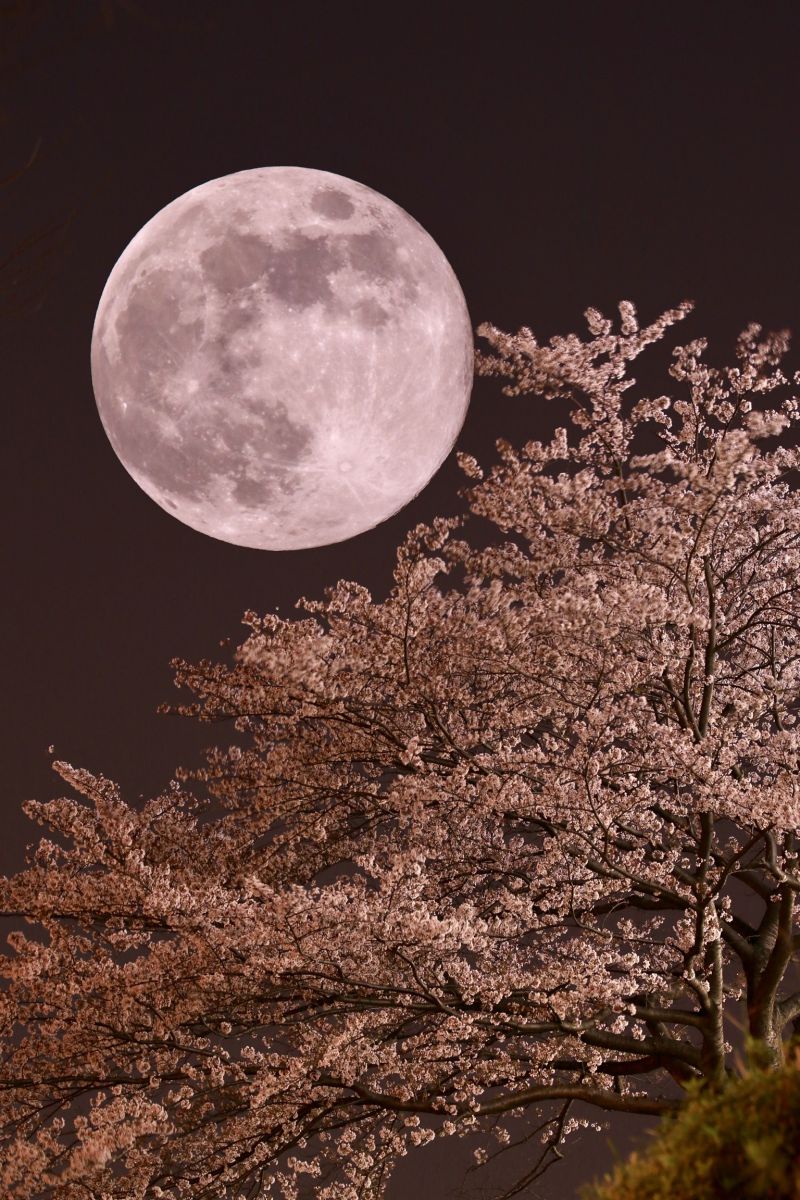 cherry moon | GANREF