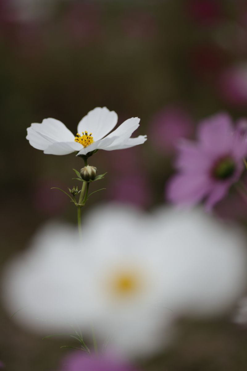 コスモス | GANREF