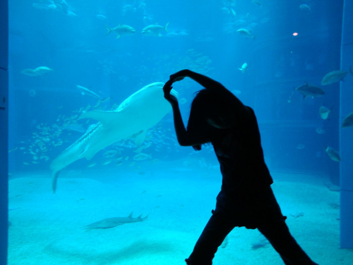 Synchronized swimming with じんべい | GANREF