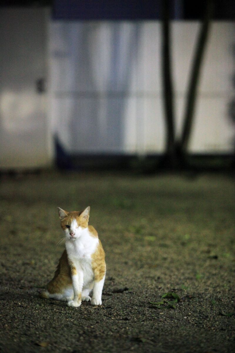 入口を。 | GANREF