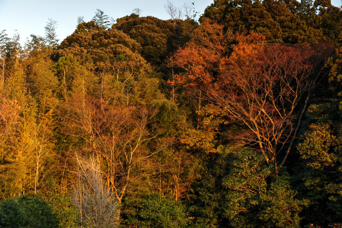 Beautiful Tone | GANREF