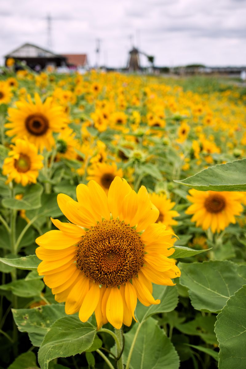 Sunflower | GANREF