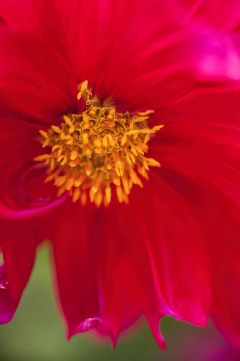 Botanical garden#3 | GANREF