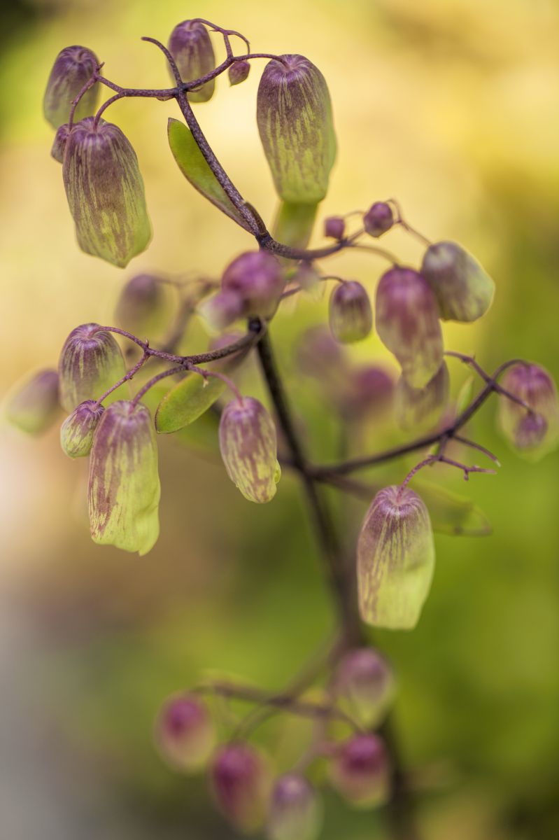 Botanical garden#2 | GANREF