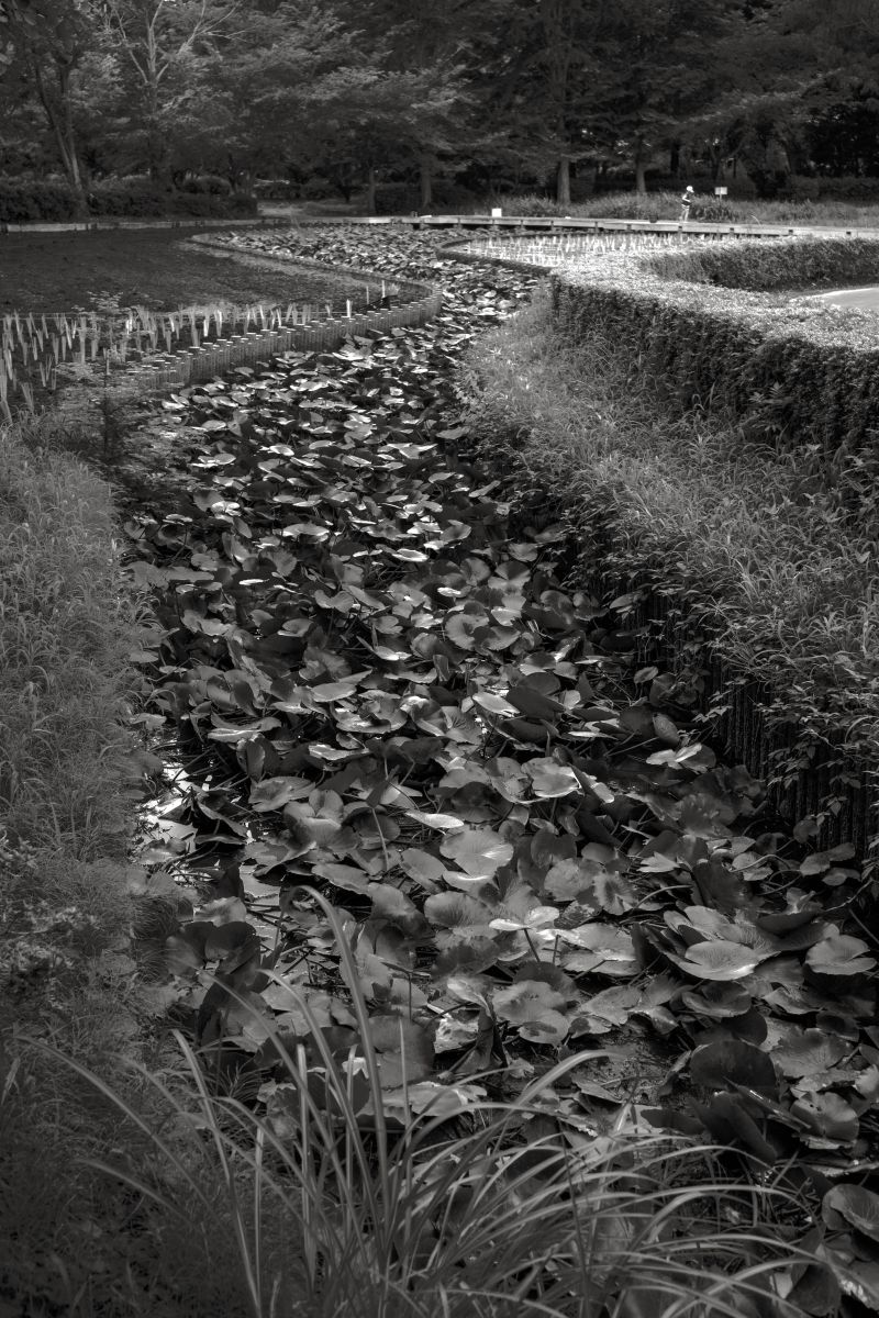 Lakeside scene1 | GANREF