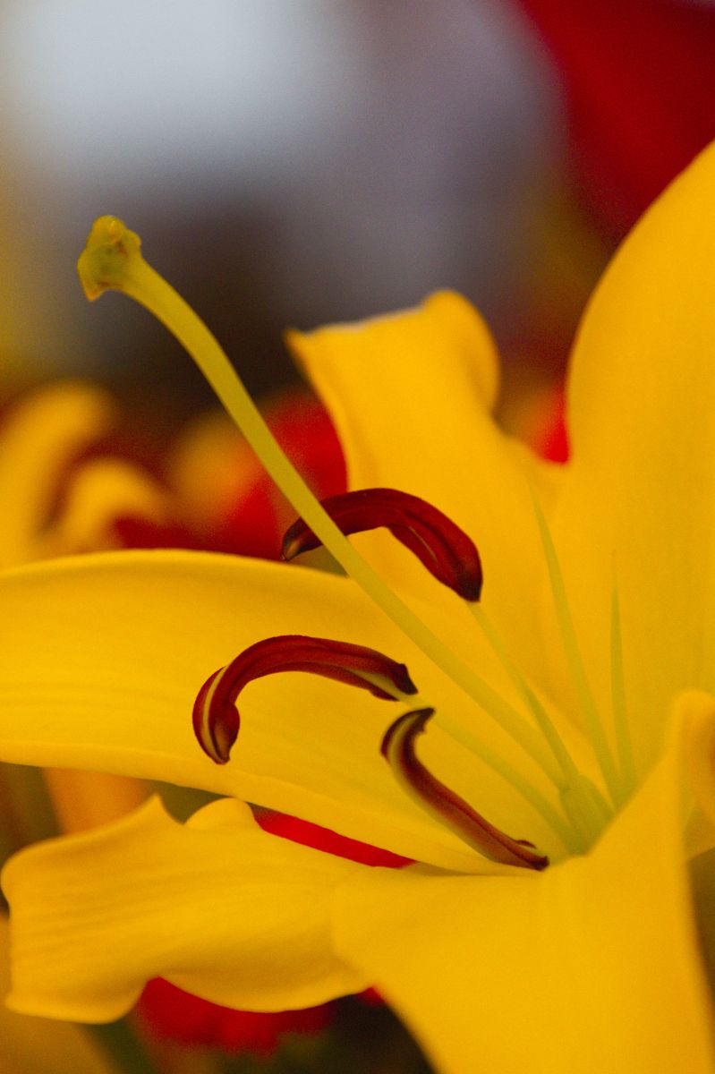 macao_colours#7 | GANREF