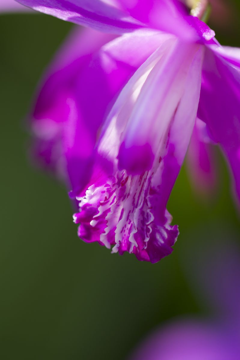 spring_flowers#10 | GANREF