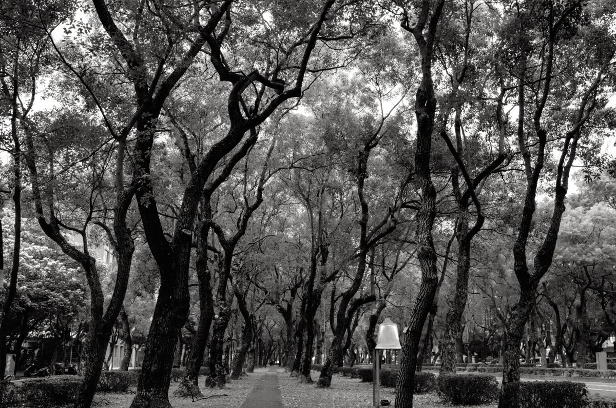 Formosa Tone | GANREF