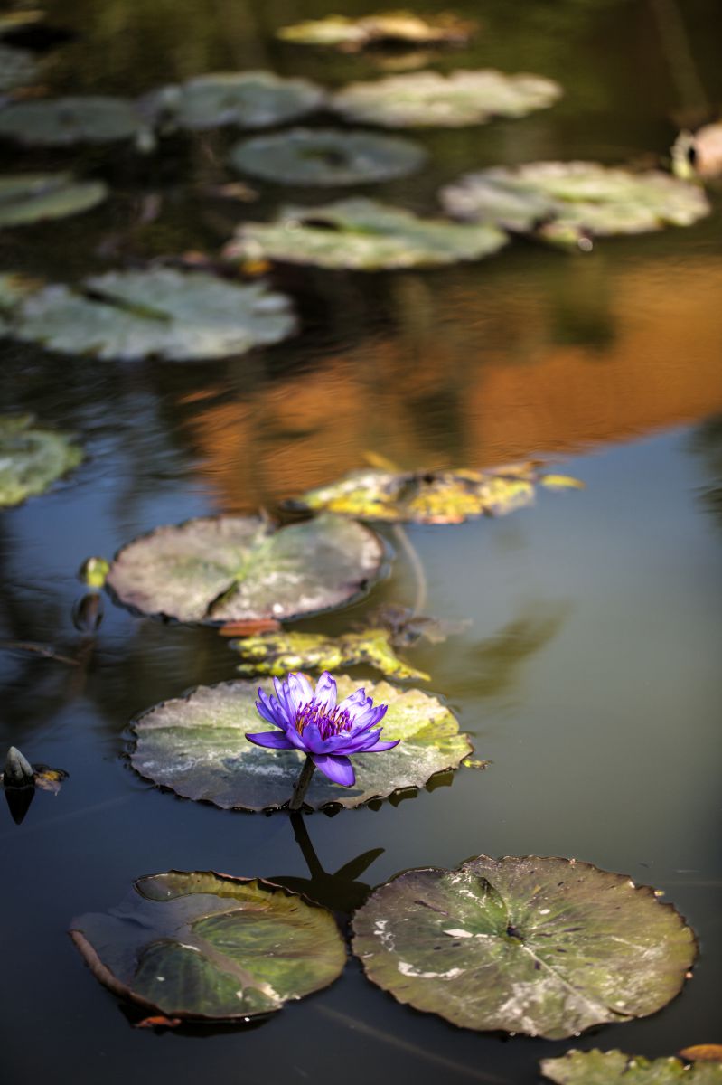 Botanical garden#4 | GANREF