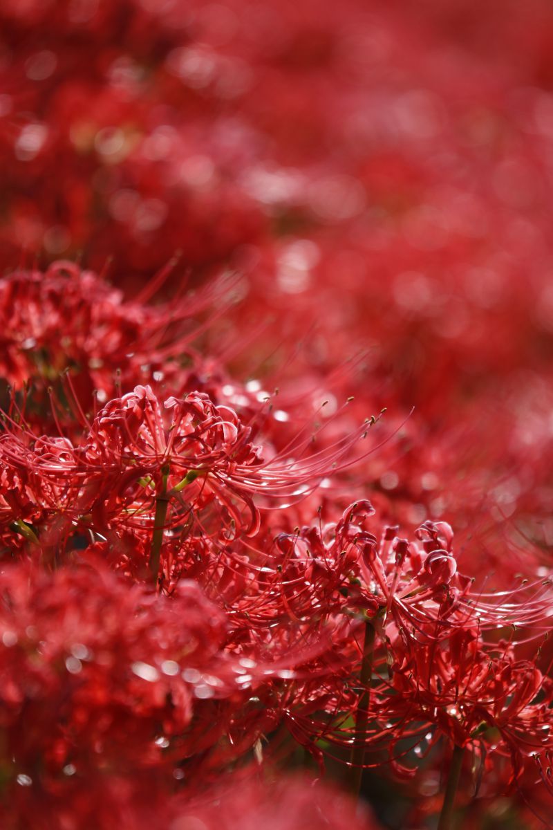 あなたに届け | GANREF