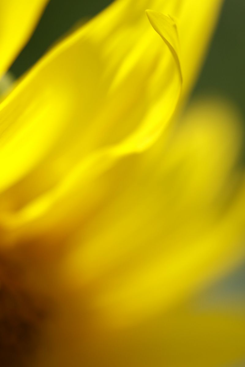 GOLD FINGER | GANREF