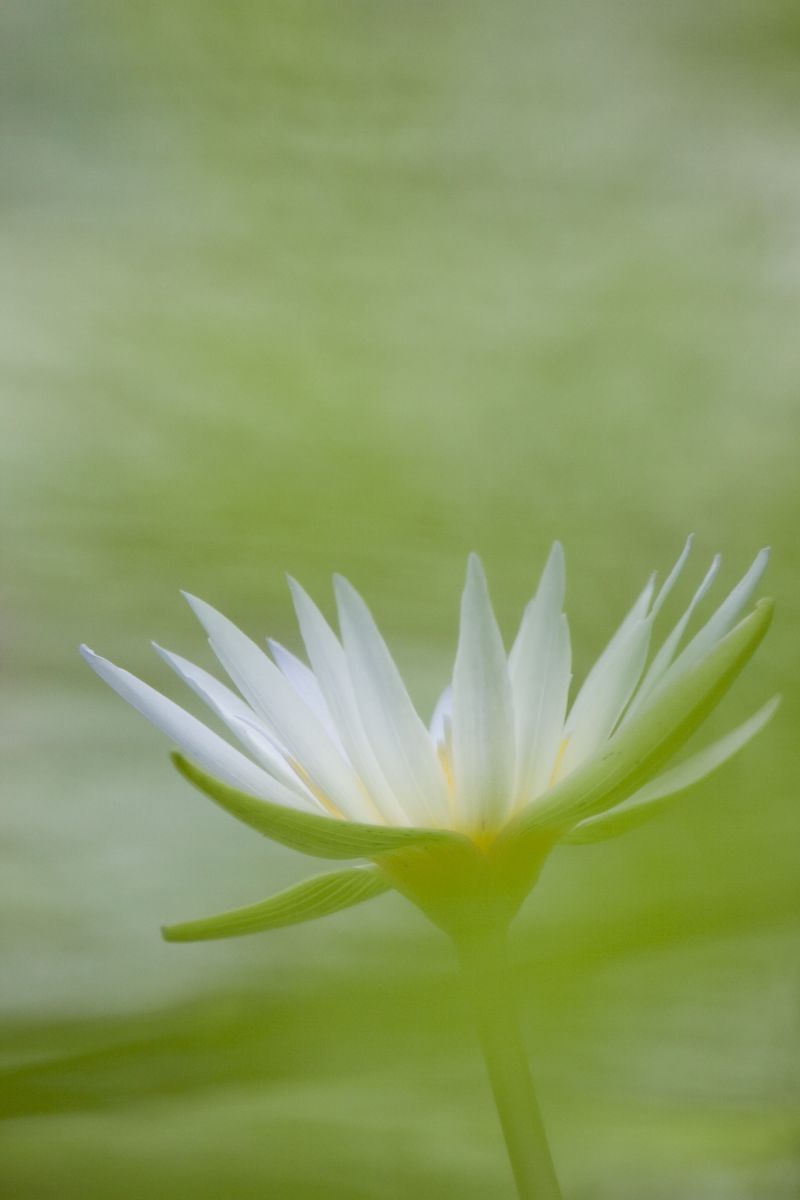 Spring Green | GANREF