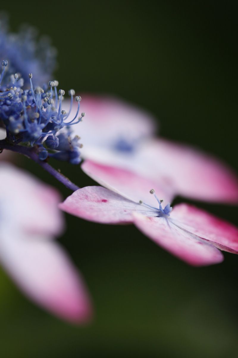 紅さして | GANREF