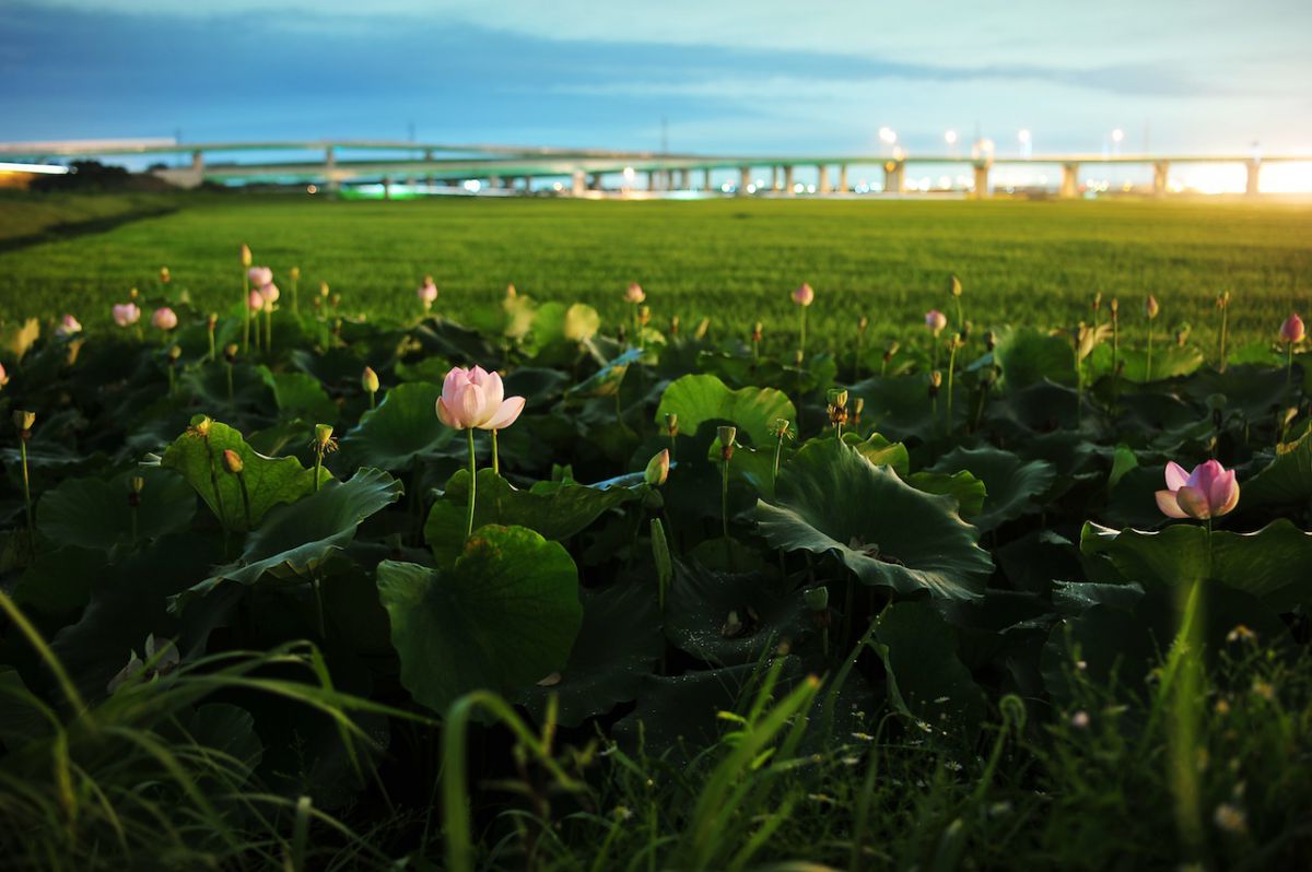 Lotus Junction | GANREF