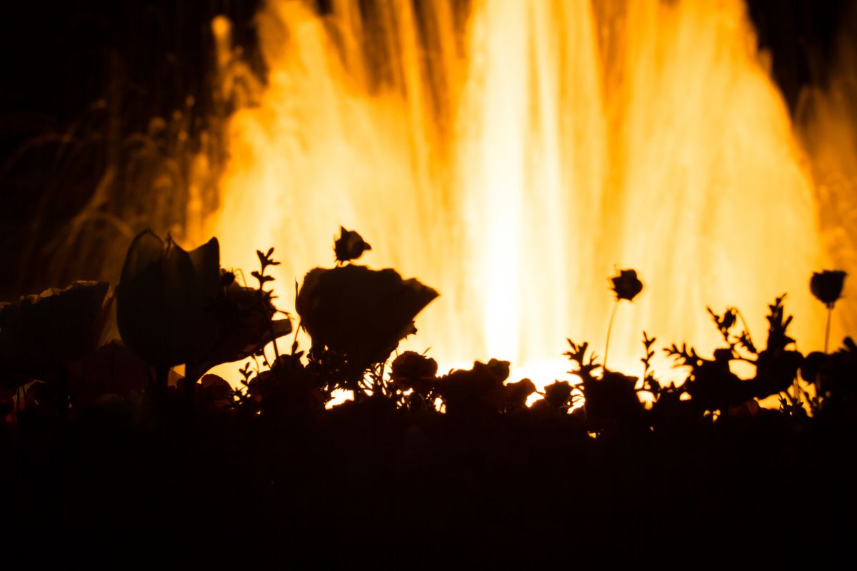 It's a show time | GANREF