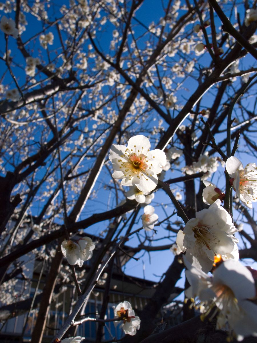 春を告げる花 | GANREF