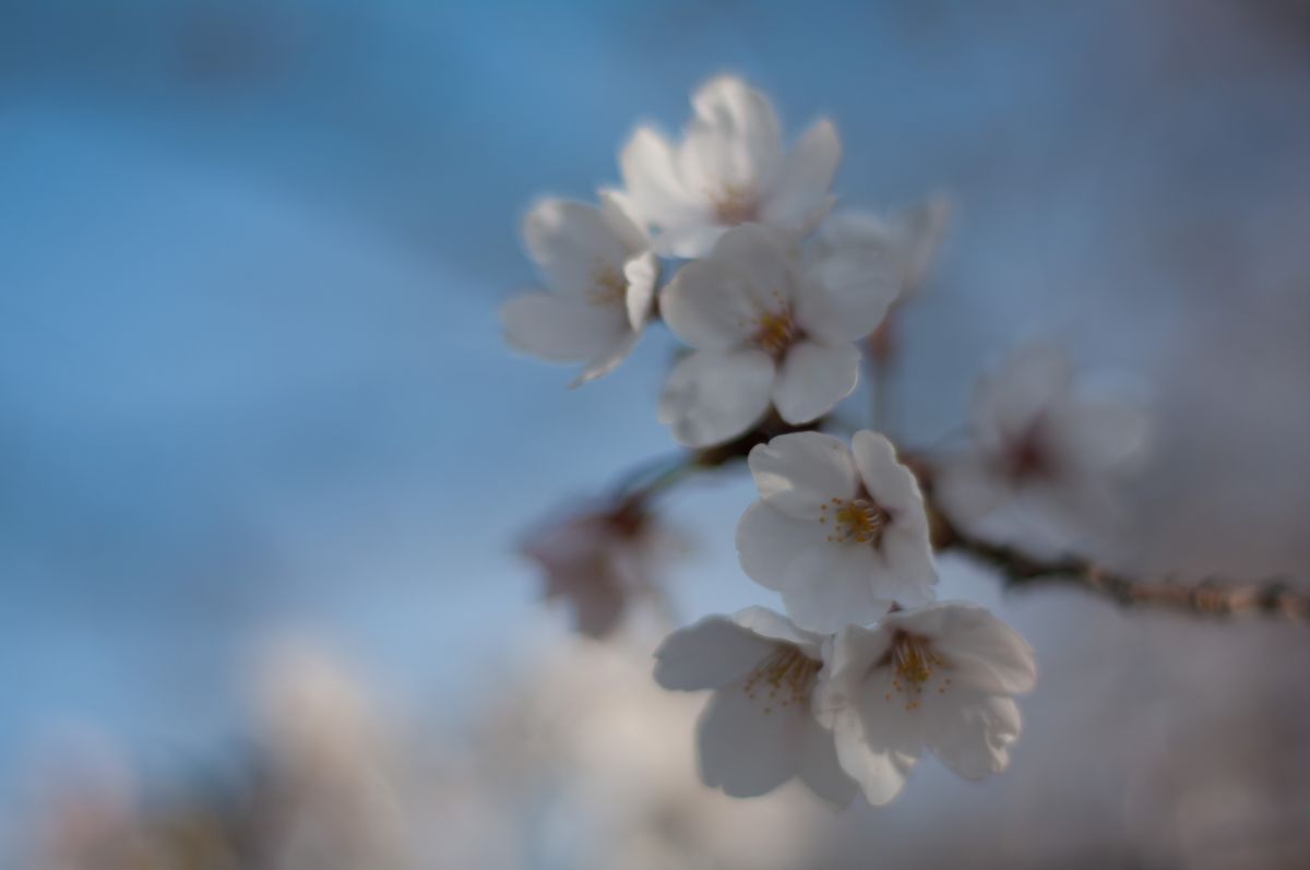 同じ蒼。 | GANREF