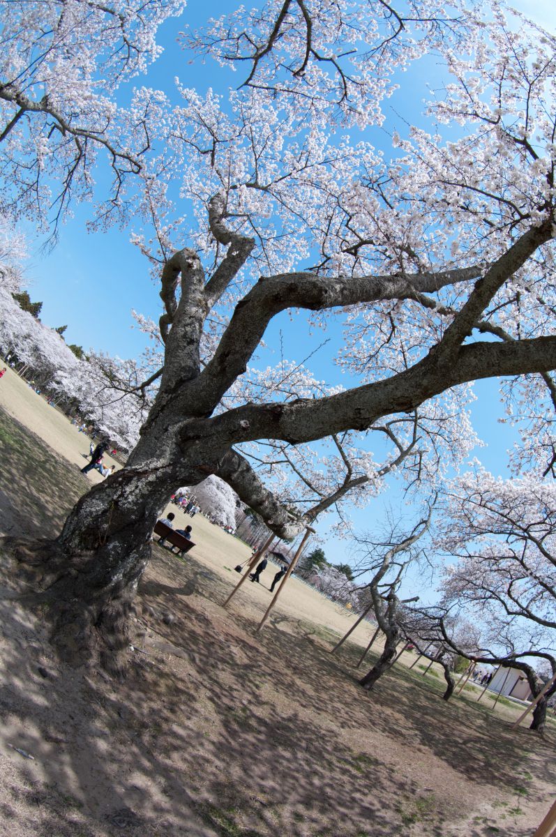 春満開爛漫。 | GANREF