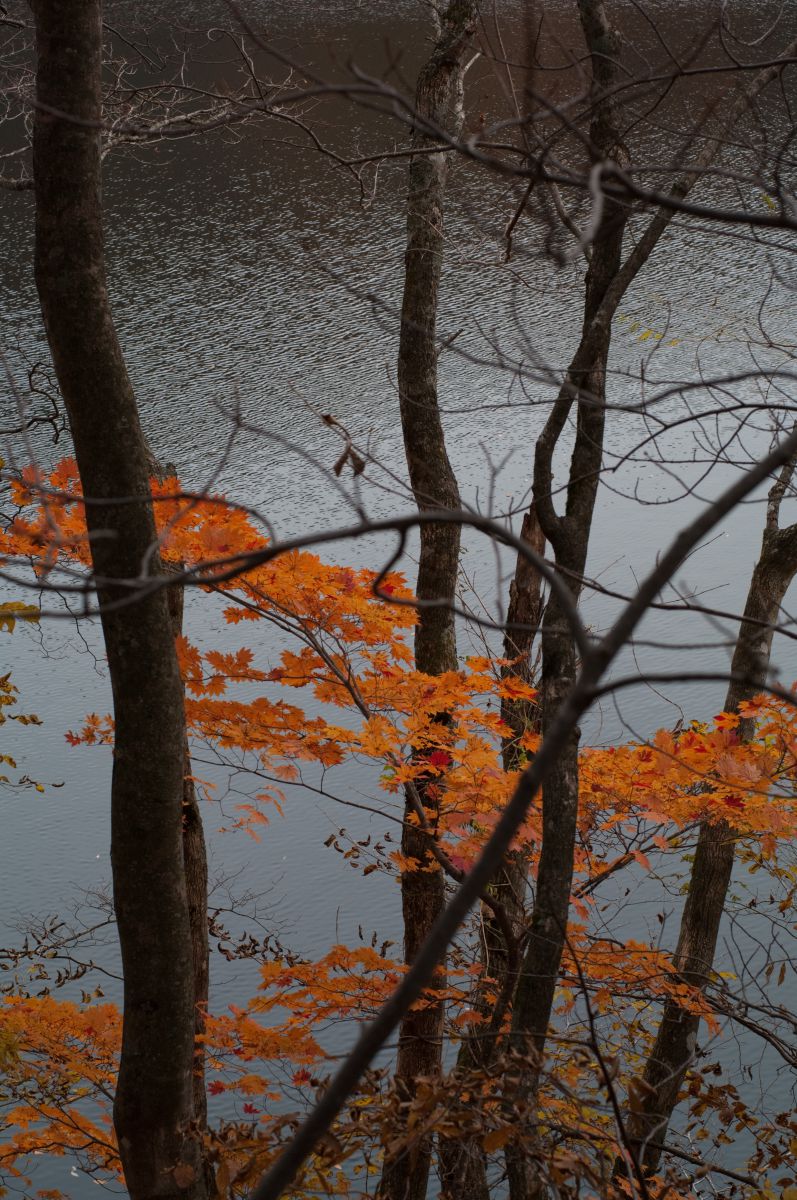 fall banner。 | GANREF