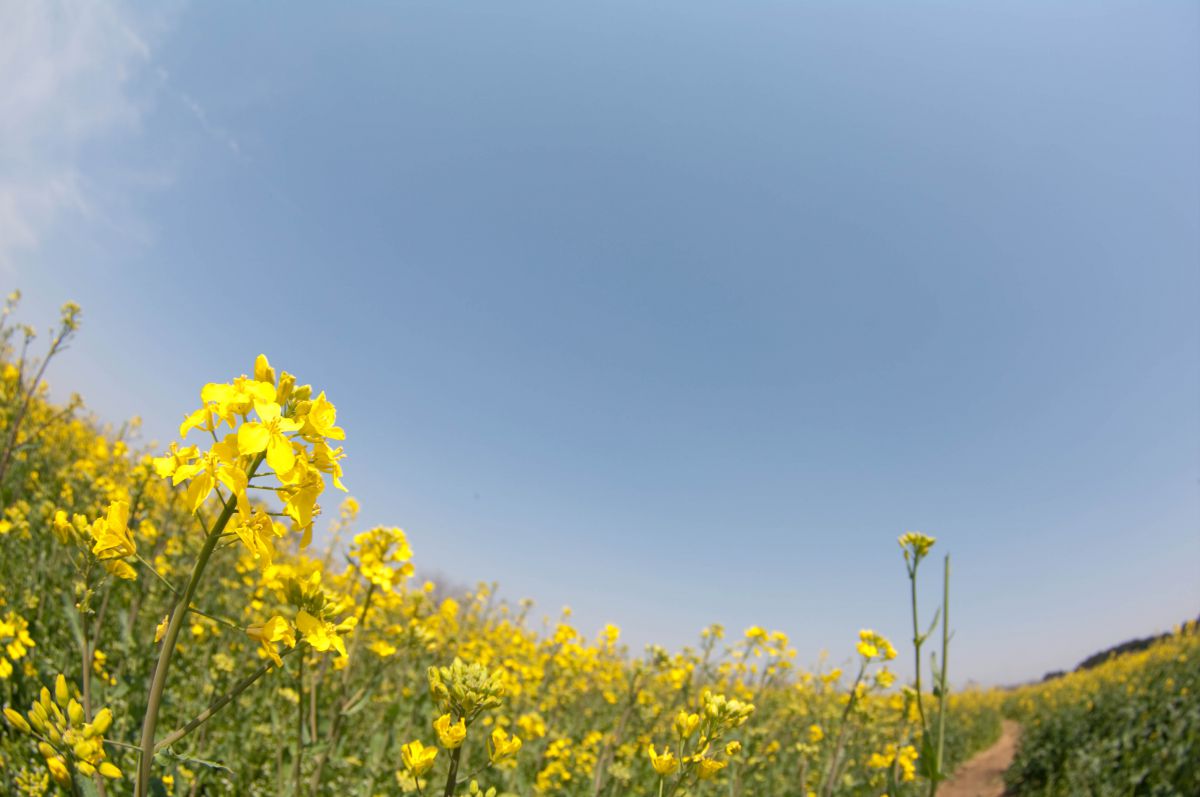 菜の花畑。 | GANREF