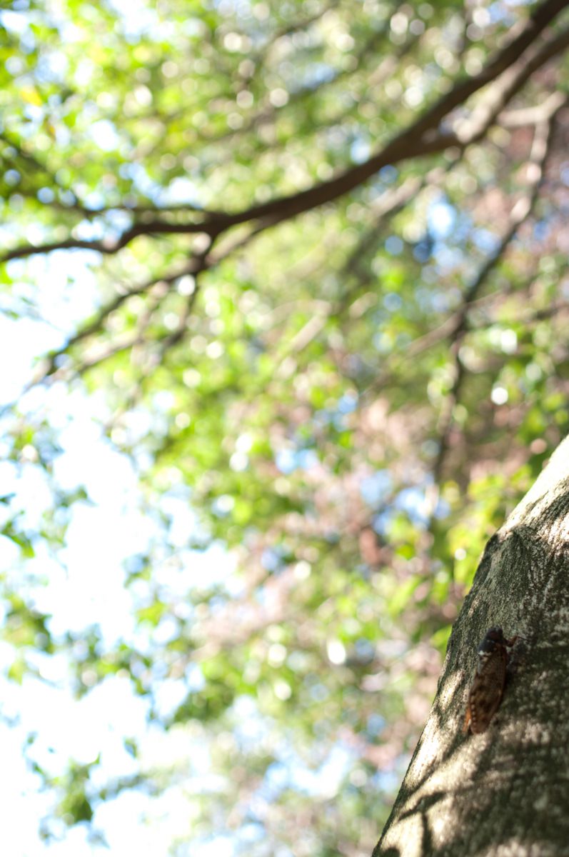 stage of the ground。 | GANREF