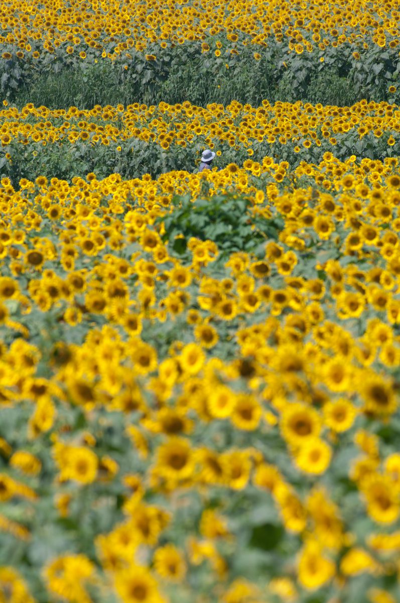 一面に。 | GANREF