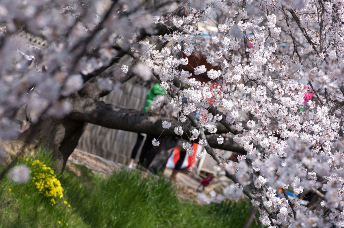 あるハレの日。 | GANREF