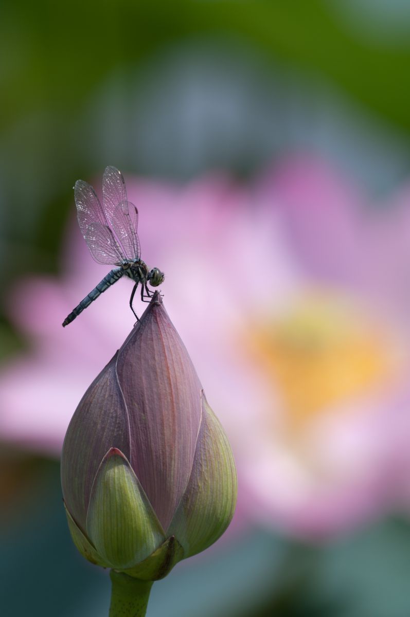 羽根を休める。 | GANREF