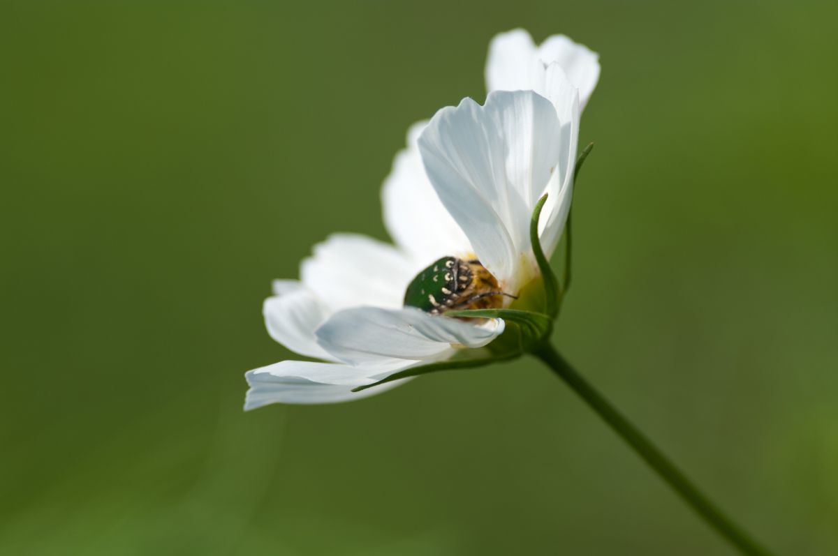 翠の中で。白の中で。 | GANREF