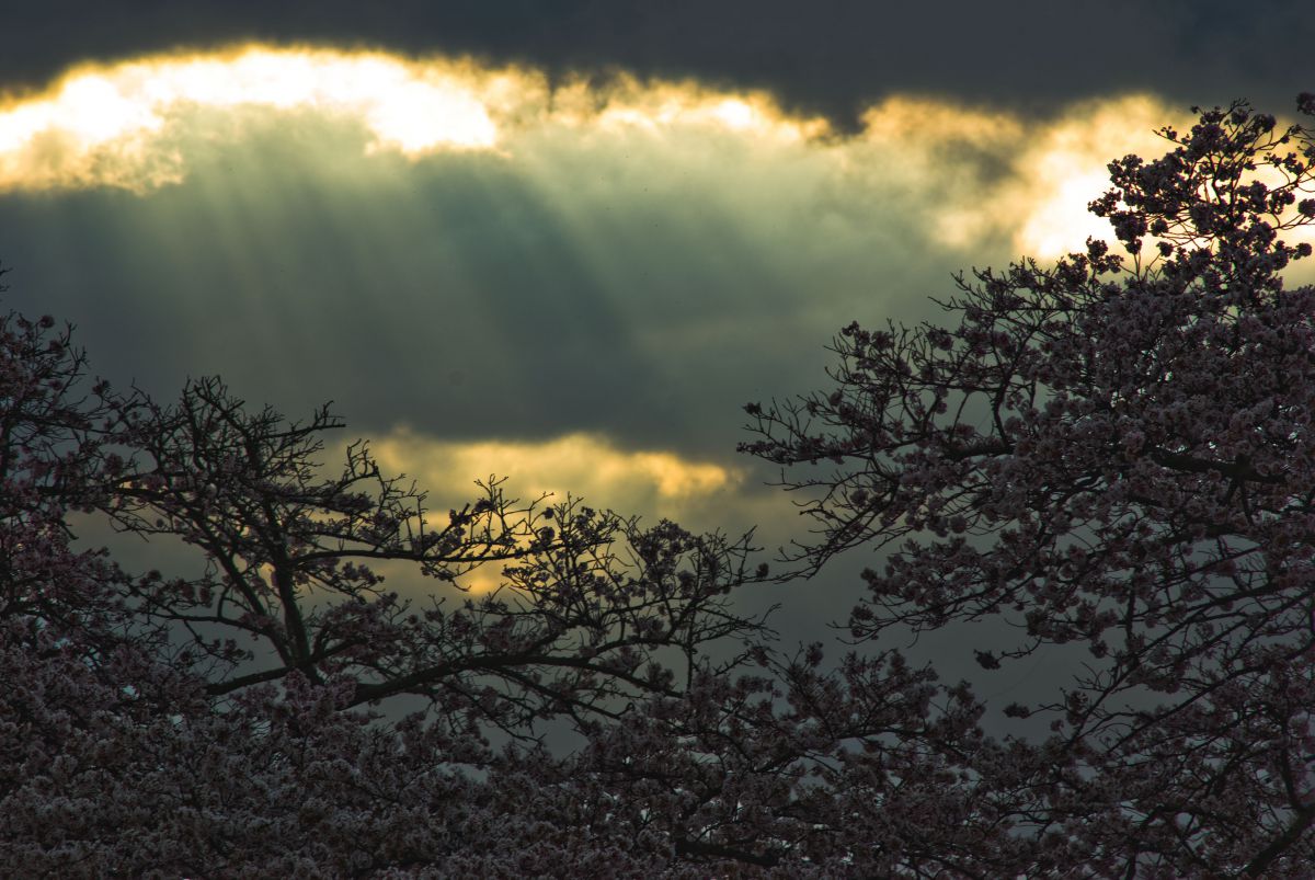 桜に降り注ぐ光 | GANREF