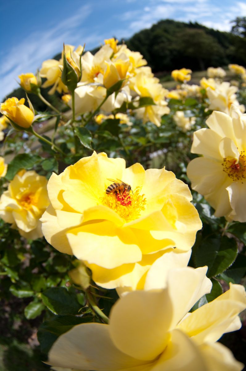 嫉妬と、蜜蜂。 | GANREF