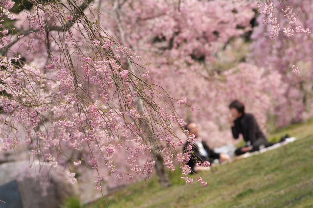 黄金週間の花見。 | GANREF